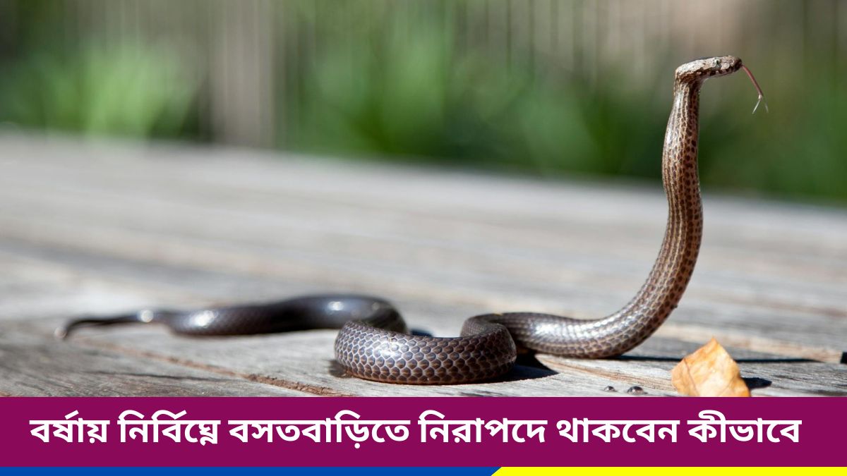 বর্ষায় বাড়ে সাপের উৎপাত, বিষধর থেকে নিরাপদে থাকতে কী করবেন জানুন ...